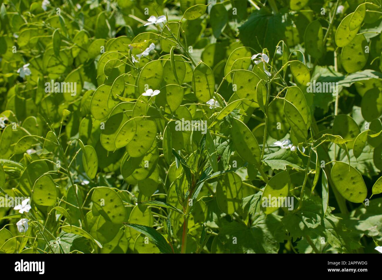 Crops honesty (Lunaria annua biennis) siliques Stock Photo - Alamy