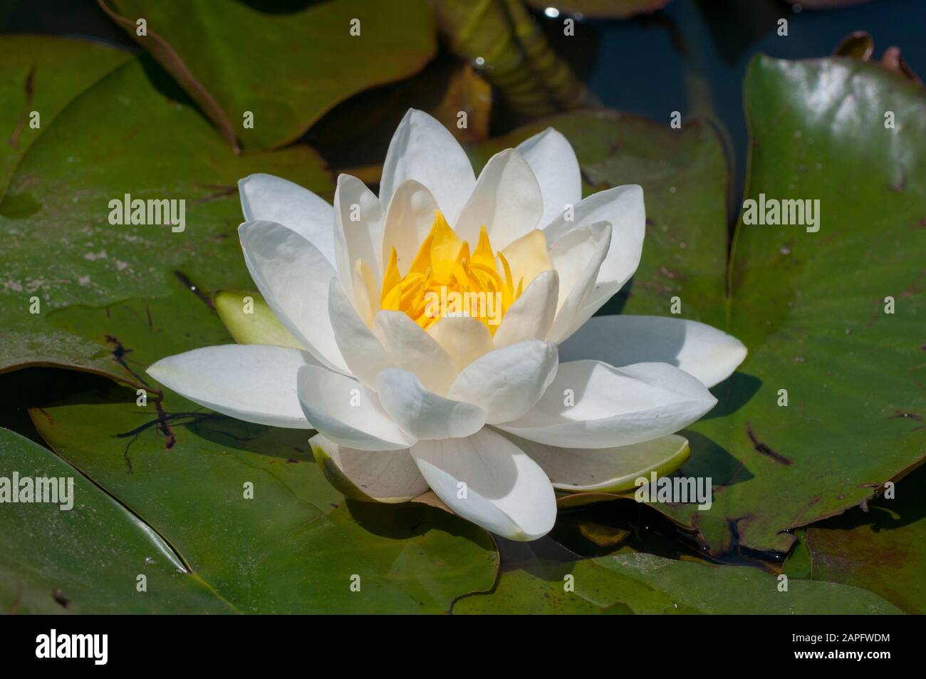 Perrys double white hi-res stock photography and images - Alamy