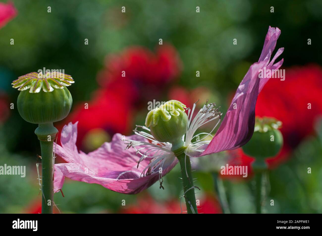 Oriental poppy (Papaver orientale) 'Goliath', flower Stock Photo - Alamy