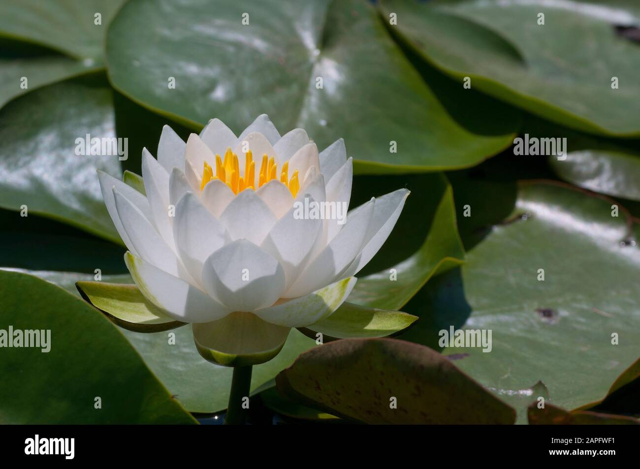 White water lily (Nymphaea sp) 'Perry's Double White' in flower Stock ... White water lily (Nymphaea sp) 'Perry's Double White' in flower Stock ...