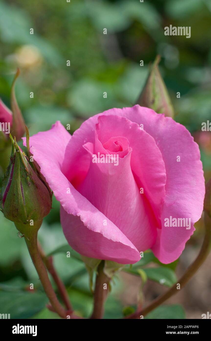 Portrait of Rose 'The Mac Cartney Rose' (Rosa sp), Hybrid Tea, Breeder ...