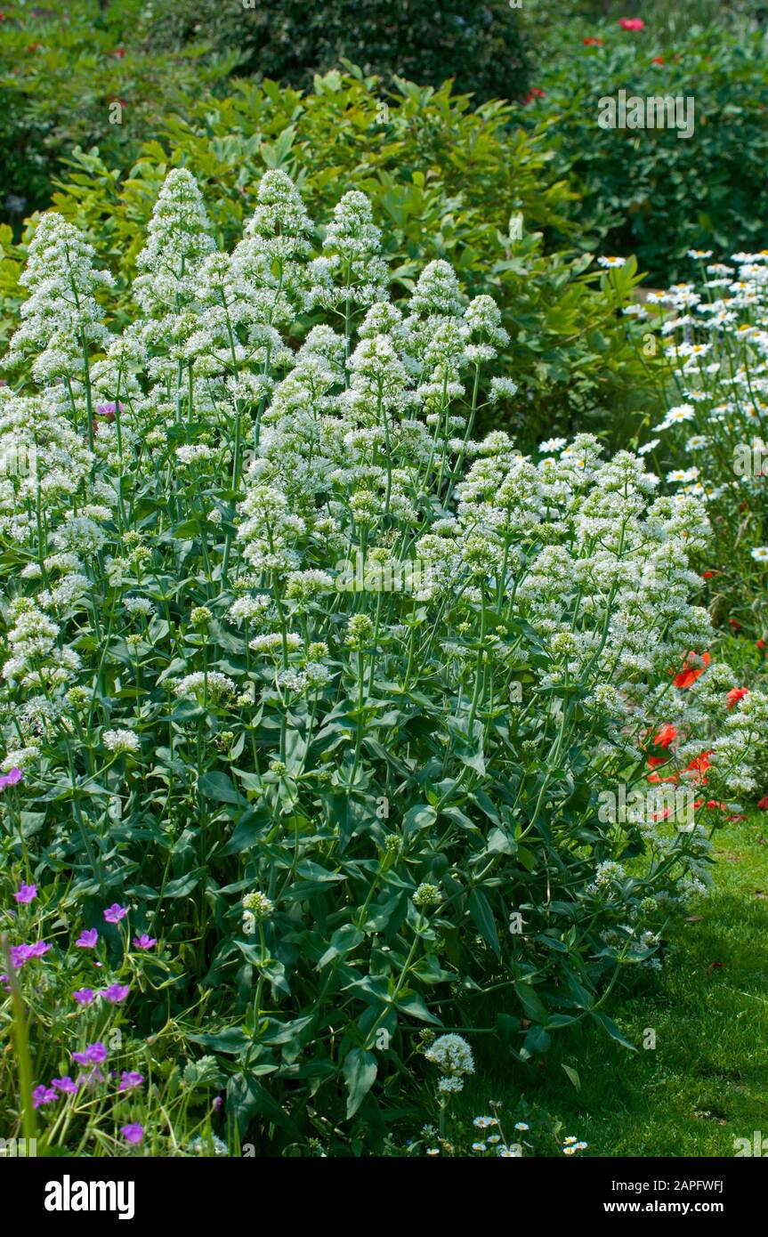 Centranthus ruber albus hi-res stock photography and images - Alamy