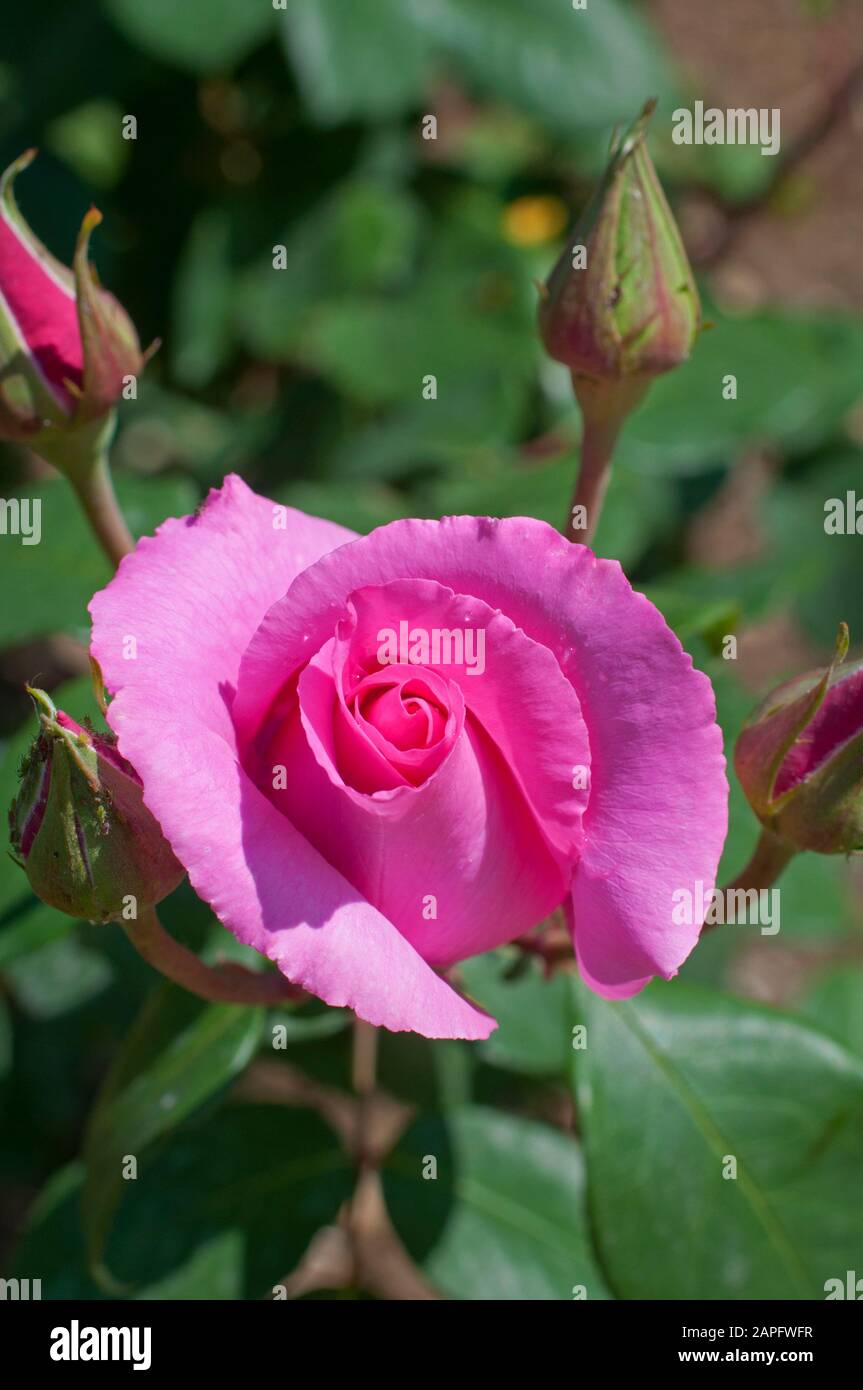 Portrait of Rose 'The Mac Cartney Rose' (Rosa sp), Hybrid Tea, Breeder ...