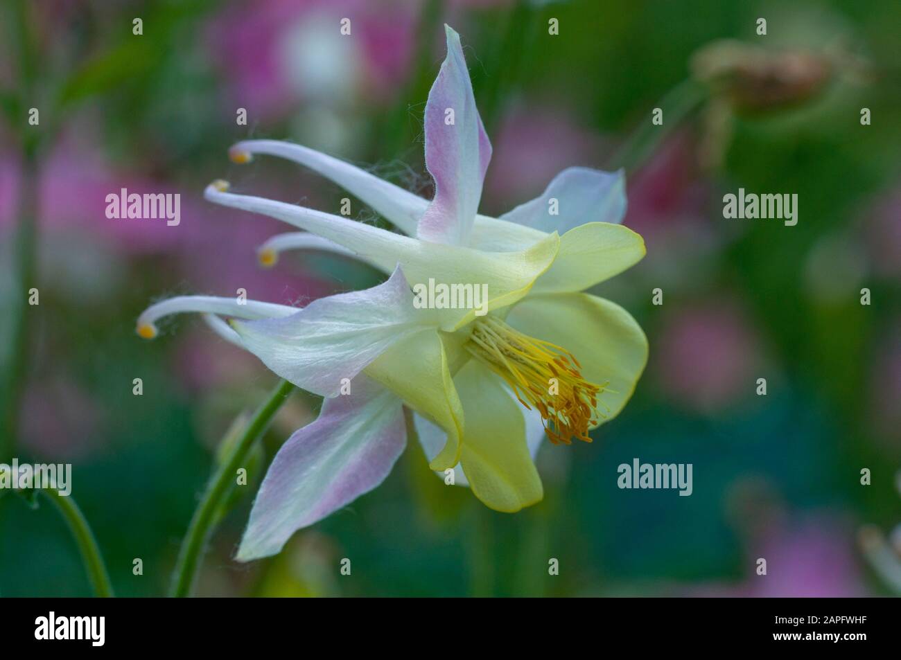 Kana Flower High Resolution Stock Photography and Images - Alamy