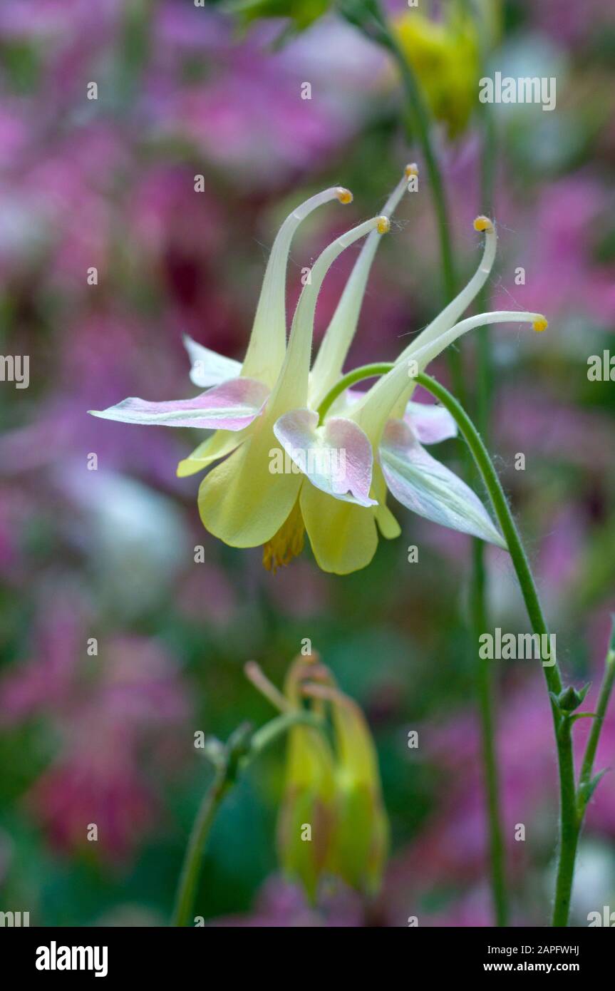 Kana flower hi-res stock photography and images - Alamy