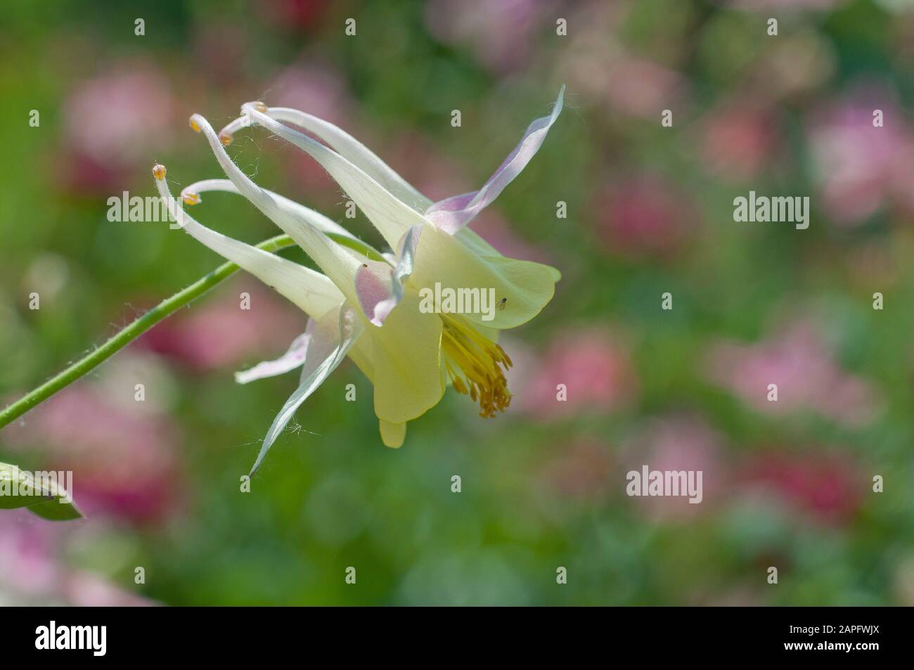 Kana flower hi-res stock photography and images - Alamy