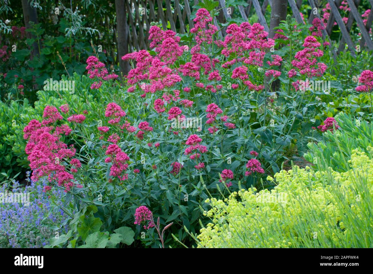Centranthus rubra hi-res stock photography and images - Alamy