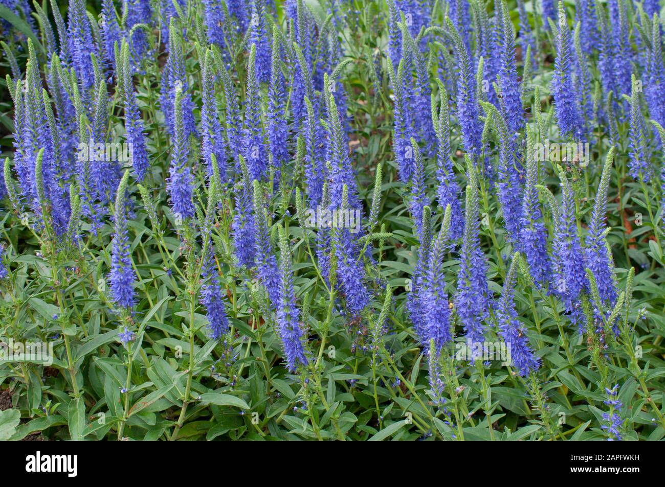 Spike speedwell in flower hi-res stock photography and images - Alamy