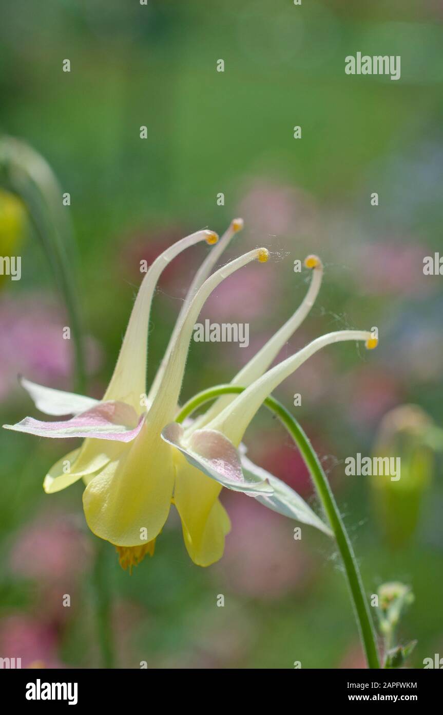 Columbine hybrid (Aquilegia x cultorum) 'Mac Kana', flower Stock Photo ...