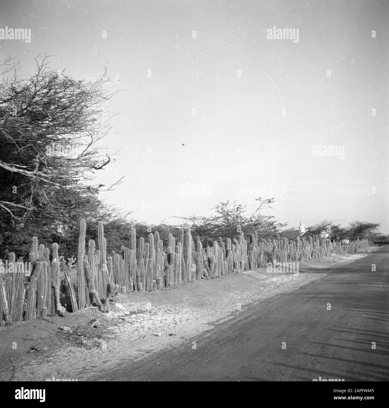 Cacti fence Black and White Stock Photos & Images - Alamy