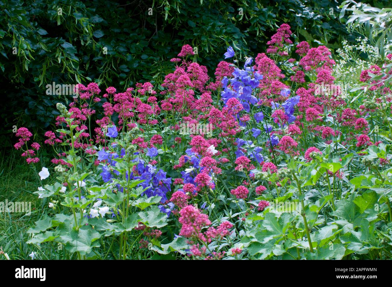 Bellflower (Campanula sp) and Red valerian (Centranthus ruber) in bloom ...