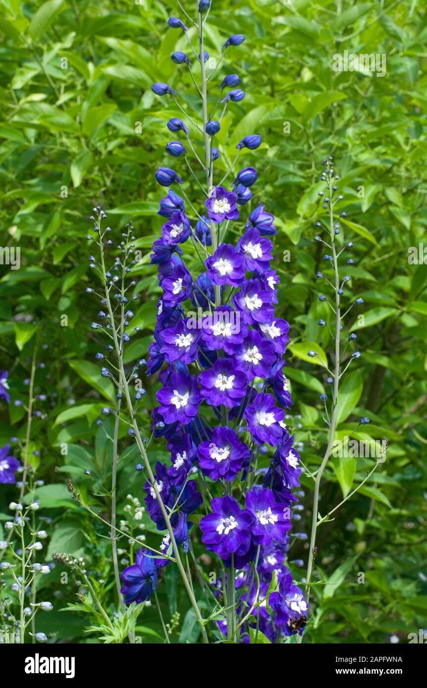 Delphinium hybrid (Delphinium x pacific) 'Magic Fountain' in bloom ...
