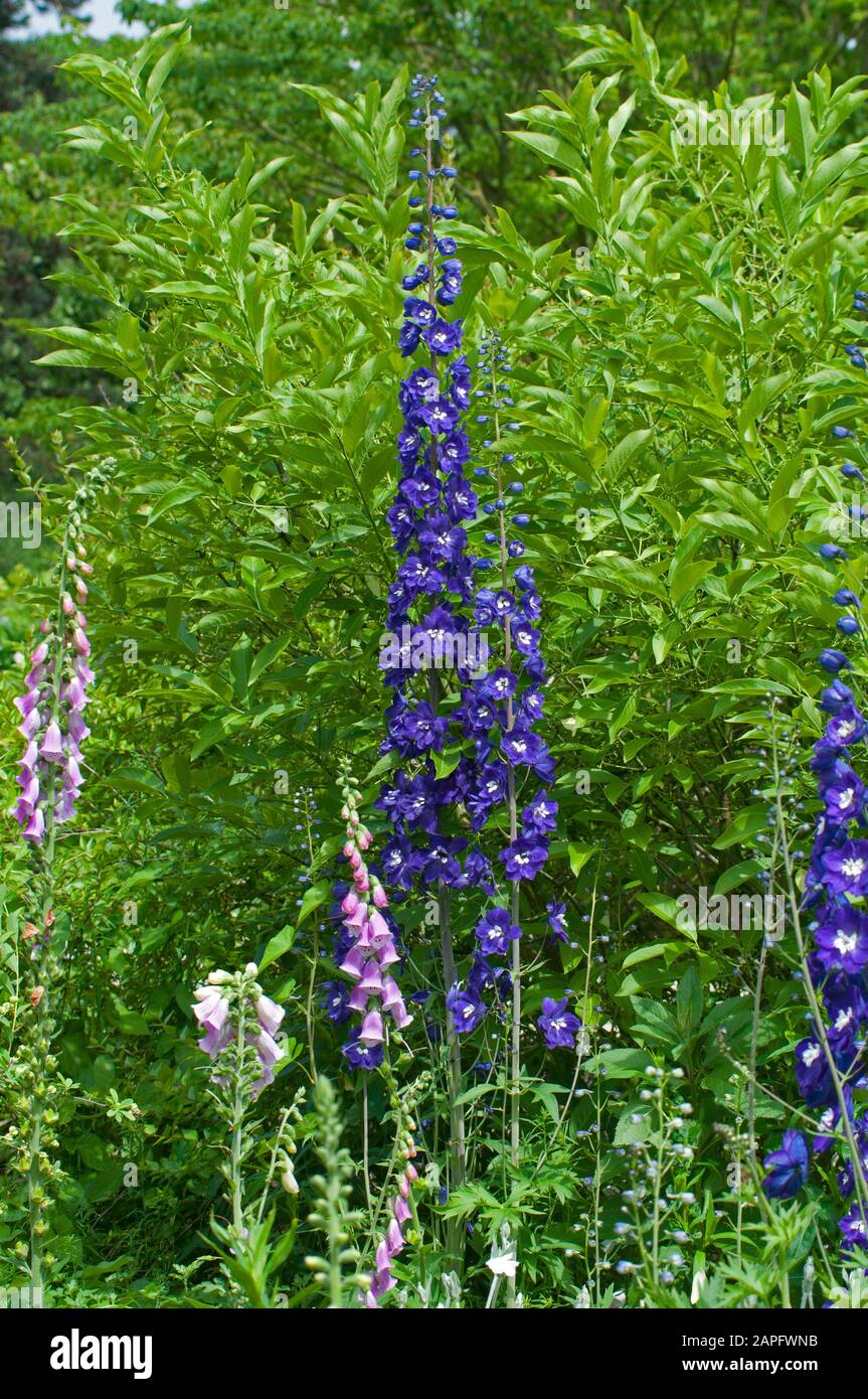 Delphinium pacific hybrid hi-res stock photography and images - Alamy