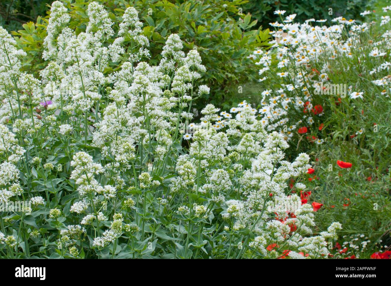 Centranthus ruber albus hi-res stock photography and images - Alamy