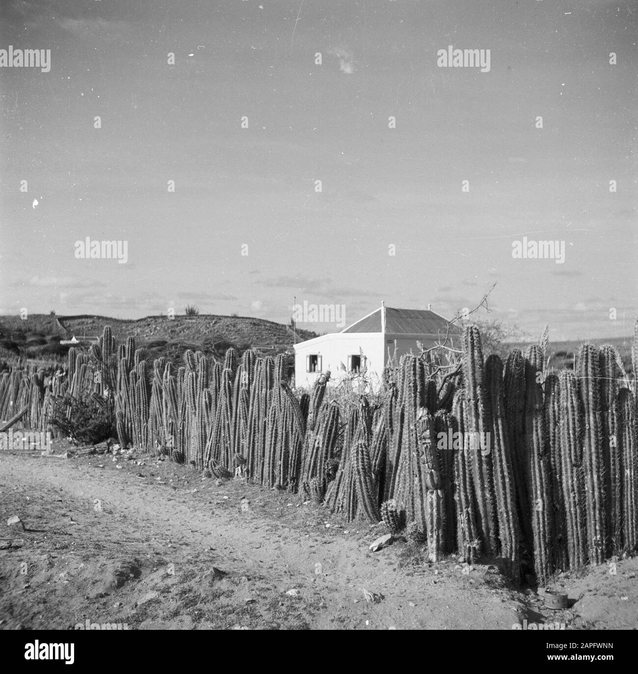 Journey to Suriname and the Netherlands Antilles Description: Cacti as ...
