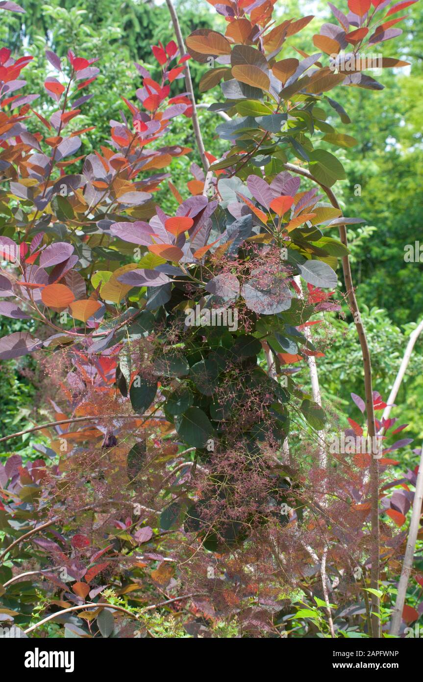 European smoketree (Cotinus coggygria Stock Photo - Alamy