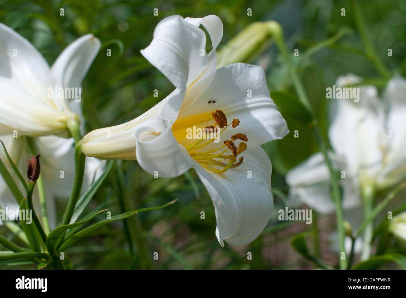 Regale Lily (Lilium regale) 'Alba', flower Stock Photo - Alamy