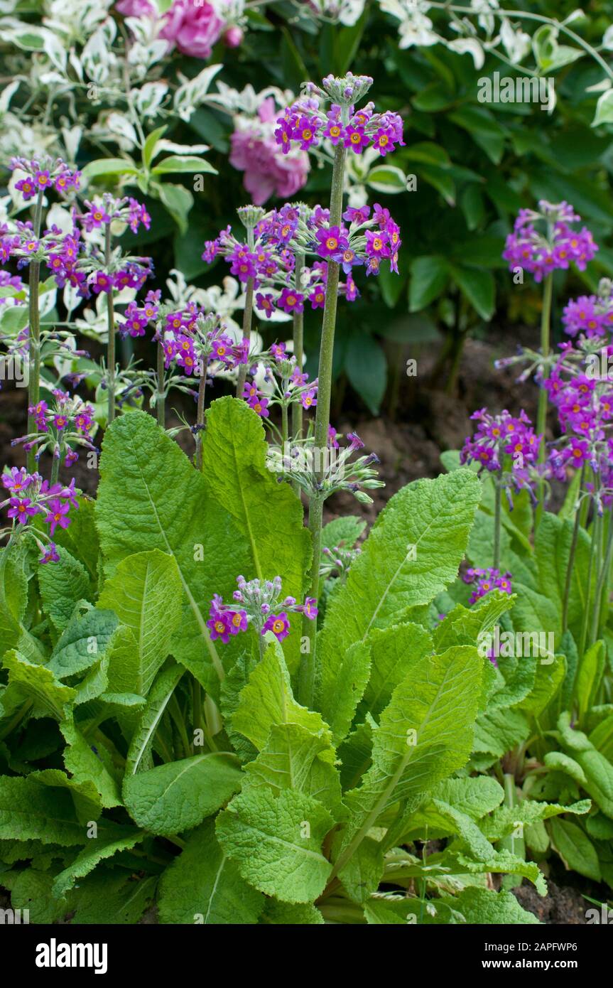 Candelabra Primrose (Primula beesiana) in bloom Stock Photo - Alamy