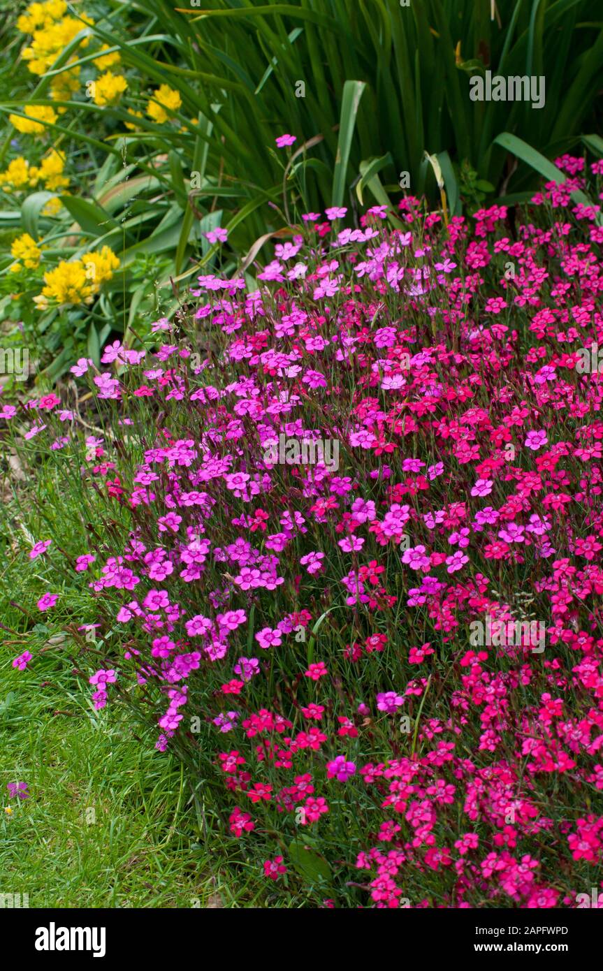 Maiden Pink (Dianthus deltoides) 'Brillant' in bloom Stock Photo - Alamy