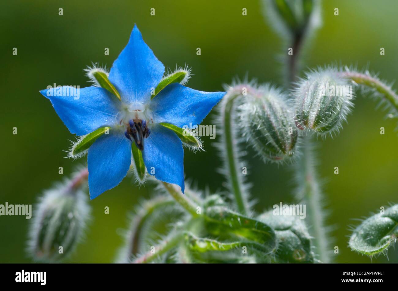 Common borage (Borago officinalis), flower Stock Photo - Alamy