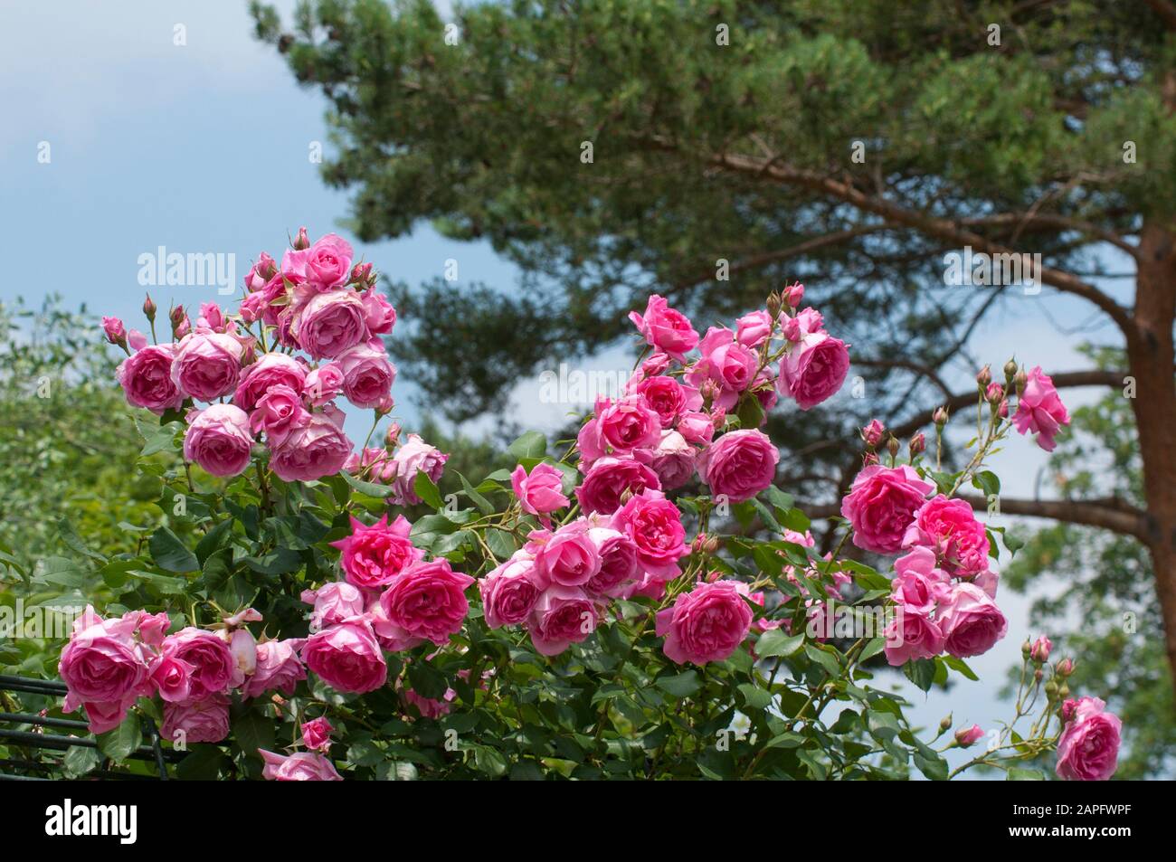 Climbing rose 'Blush Rambler' Stock Photo - Alamy