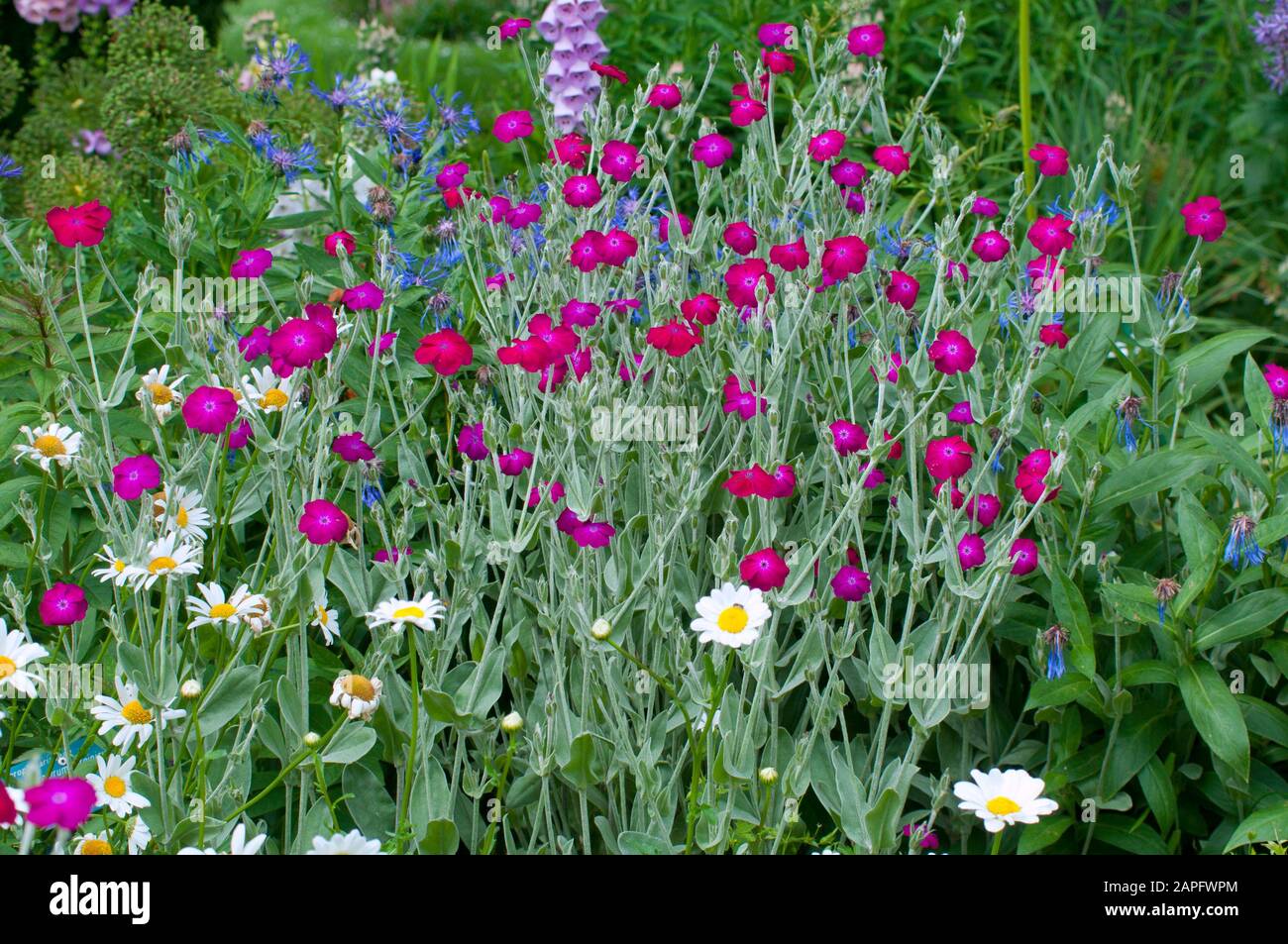 Rose campion (Lychnis coronaria) in bloom in a garden Stock Photo - Alamy