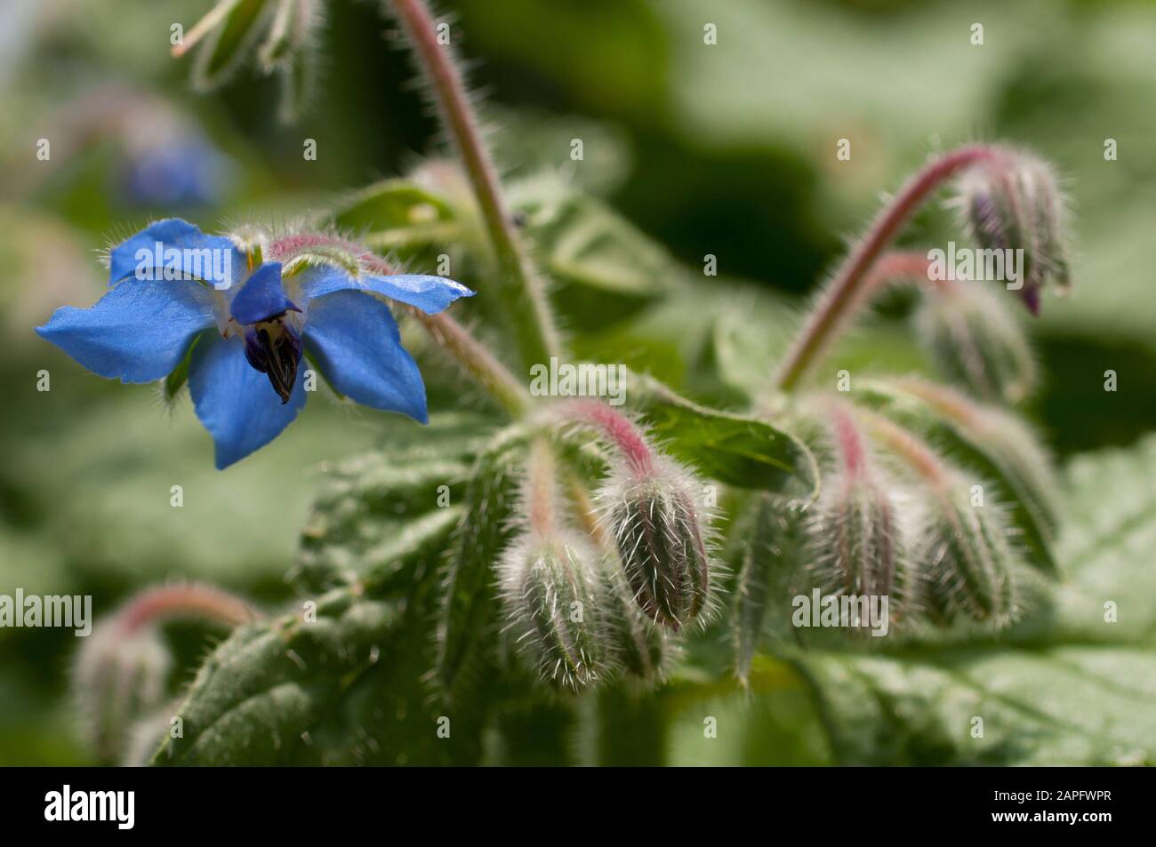 Common borage (Borago officinalis), flower Stock Photo - Alamy