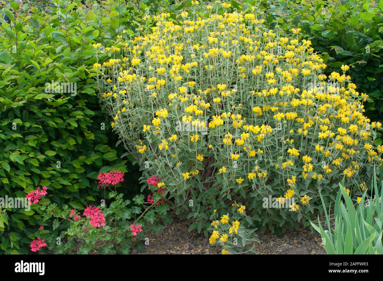When Does Jerusalem Sage Flower at Pam Calhoun blog