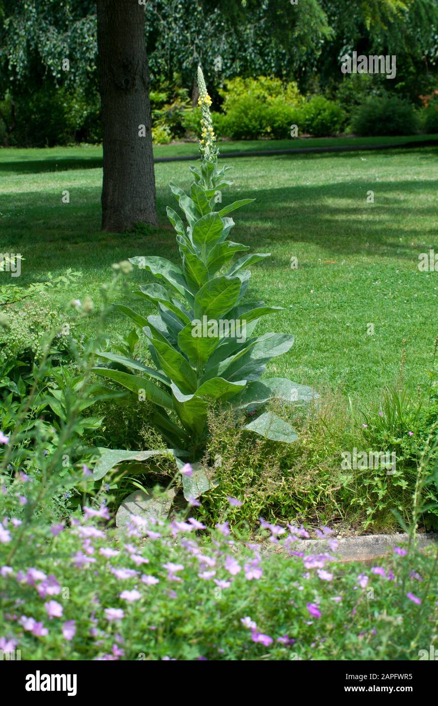 Common Mullein (Verbascum thapsus) in bloom in a garden Stock Photo - Alamy