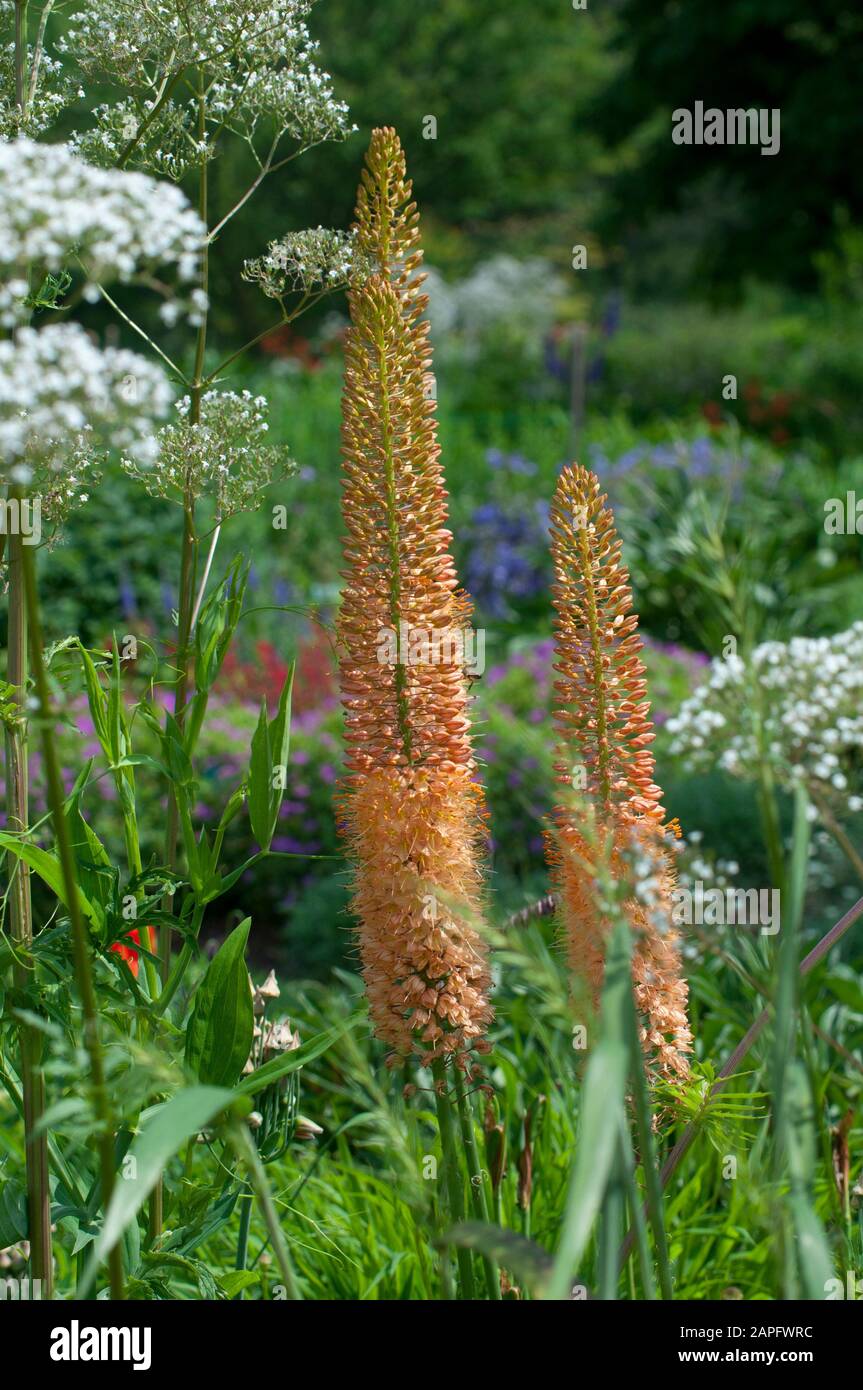 Narrowleaf Foxtail (Eremurus stenophyllus) flowers in a garden Stock ...