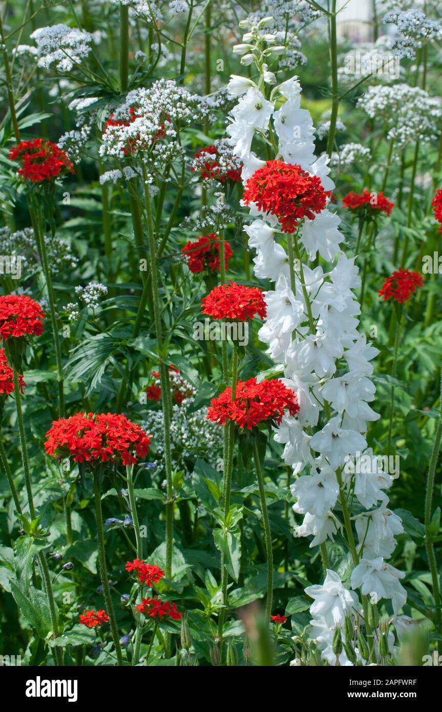 Delphinium hybrid (Delphinium x pacific) 'Pacific Giant' and Vervain ...