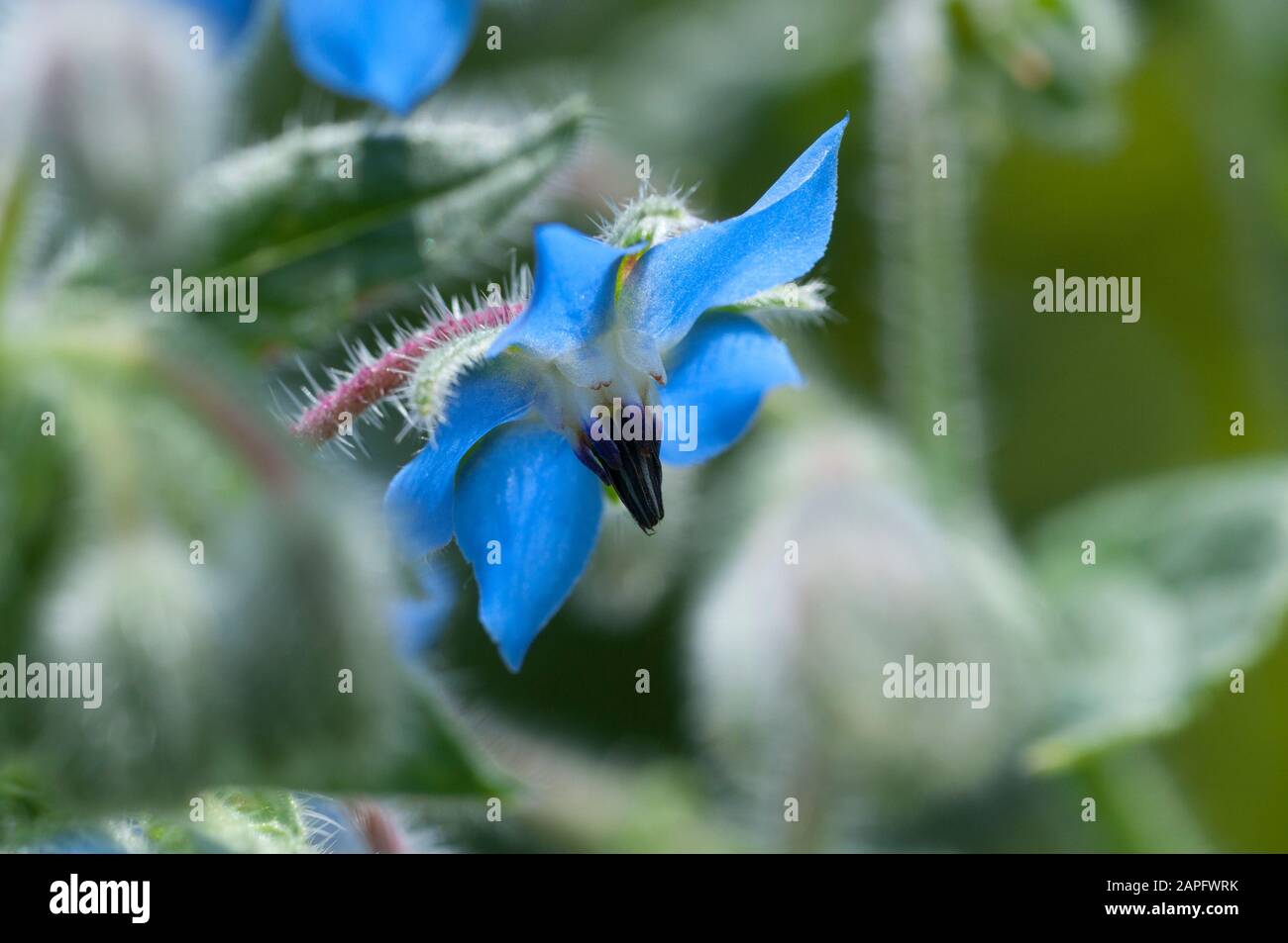 Common borage (Borago officinalis), flower Stock Photo - Alamy