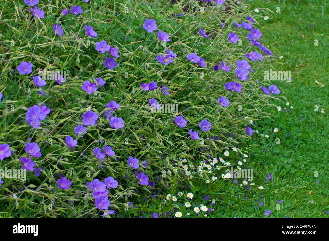 Perennial Geranium (Geranium sp) 'Orion' in bloom Stock Photo - Alamy