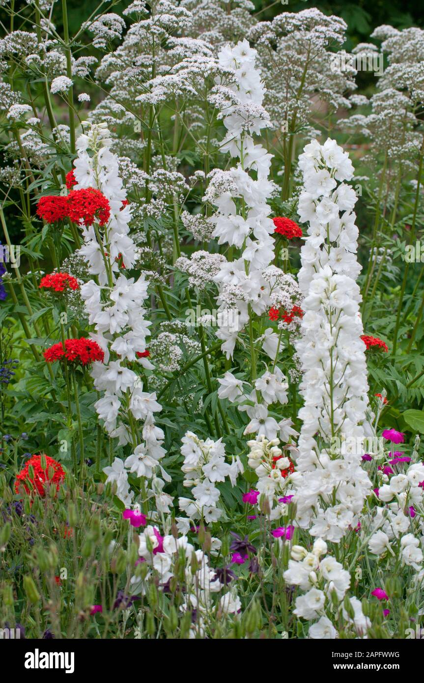 Delphinium hybrid (Delphinium x pacific) 'Pacific Giant' and Vervain ...
