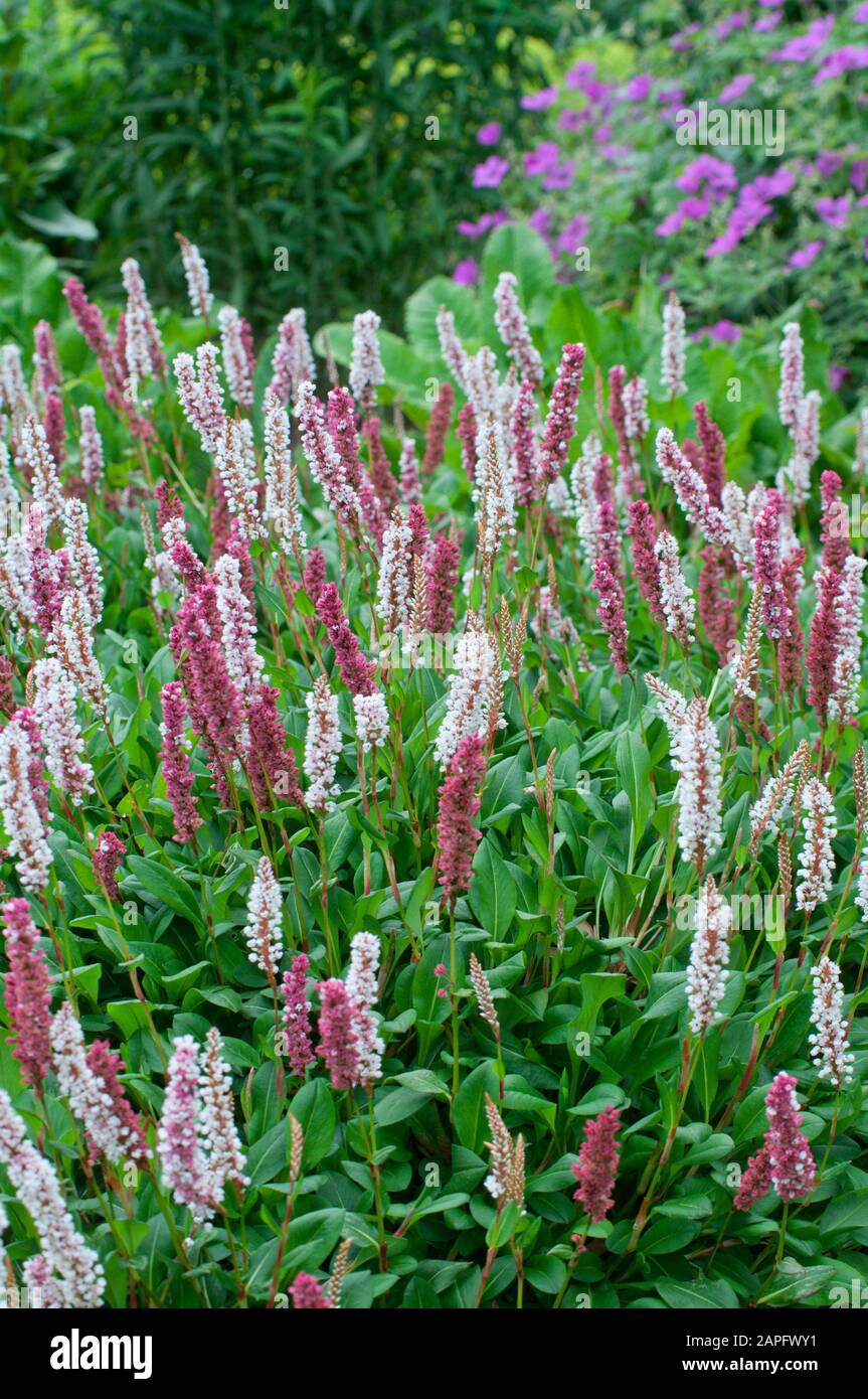 Persicaria (Persicaria affinis) in bloom in a garden Stock Photo - Alamy