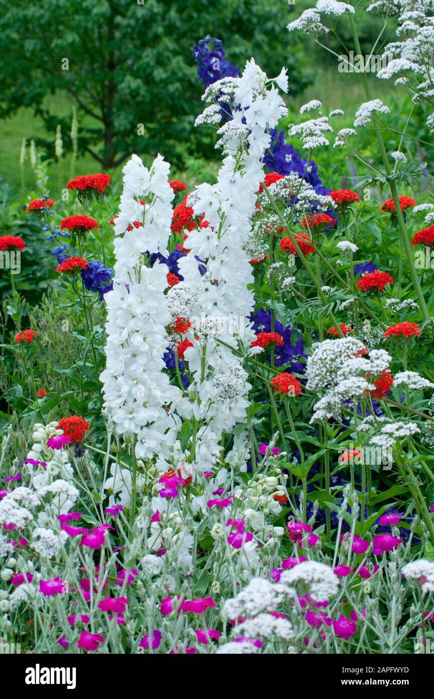 Delphinium hybrid (Delphinium x pacific) 'Pacific Giant' and Vervain ...