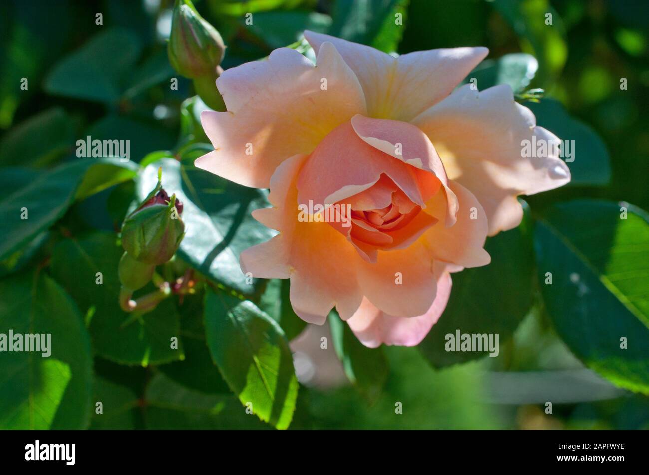 Rosa rosa sp hi-res stock photography and images - Alamy