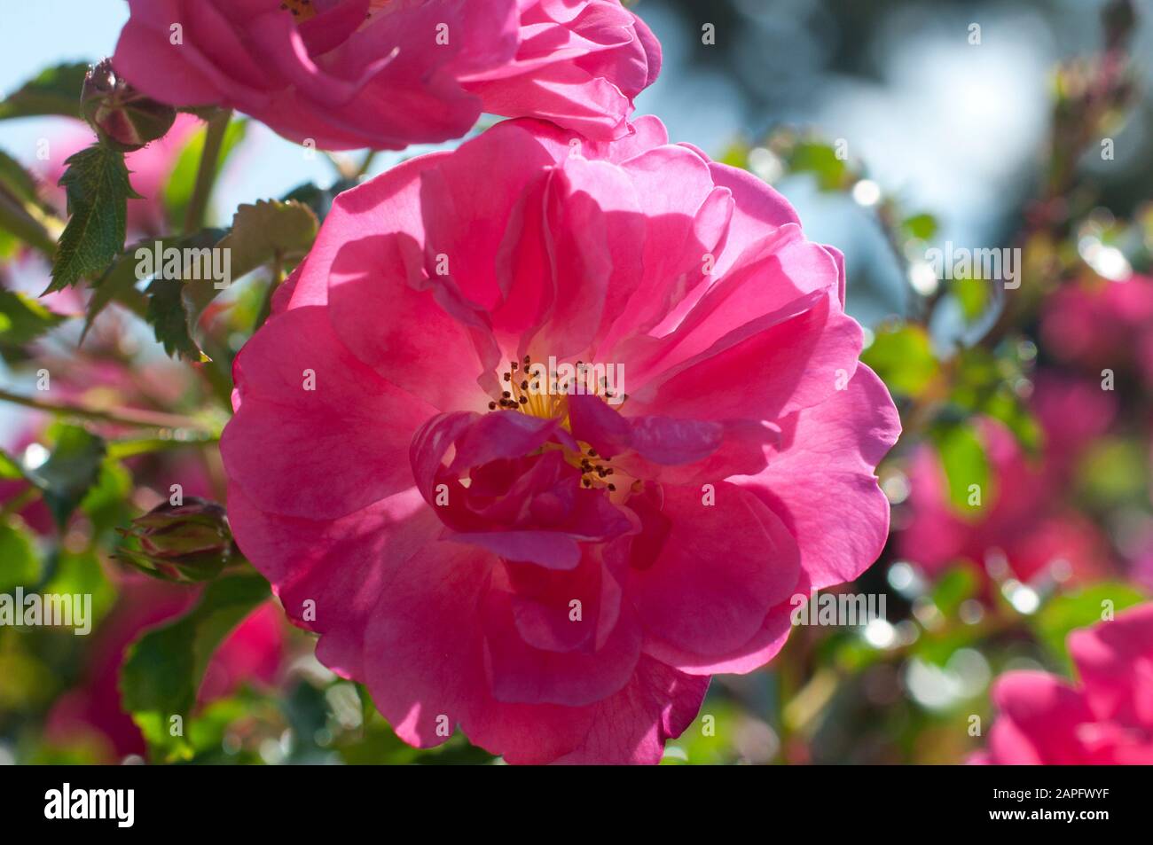 Rosa rosa sp hi-res stock photography and images - Alamy