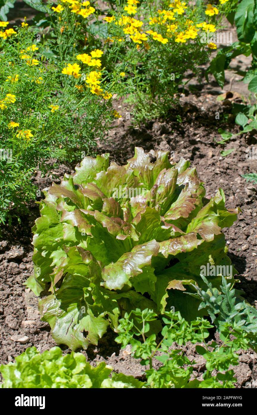 Batavia lettuce 'Kamikaze' (Lactuca sativa var. Batavia), in the ...