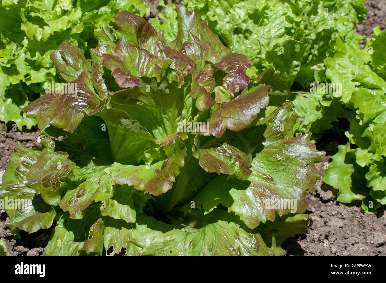 Batavia lettuce 'Kamikaze' (Lactuca sativa var. Batavia), in the ...