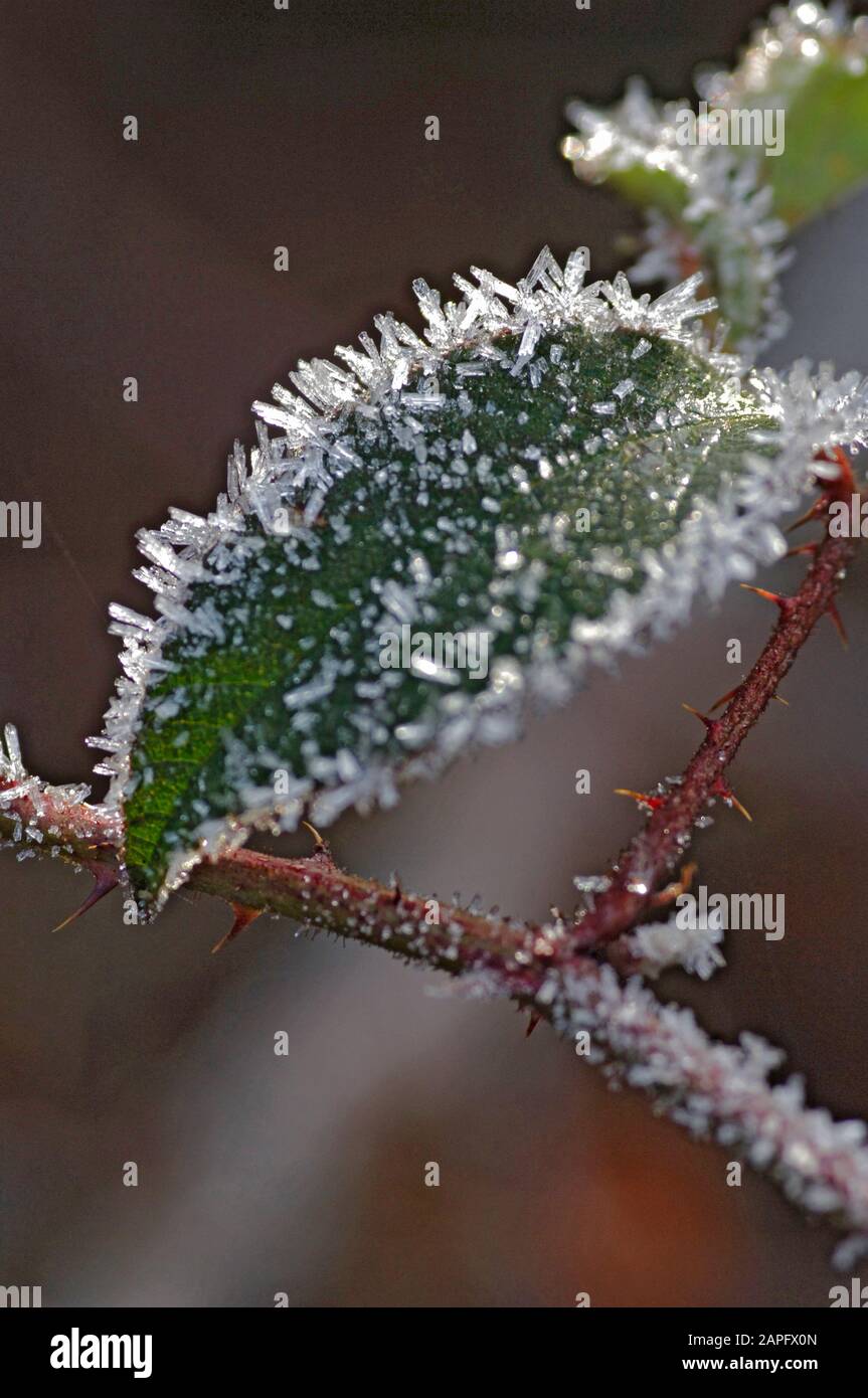 Winter thorn hi-res stock photography and images - Alamy