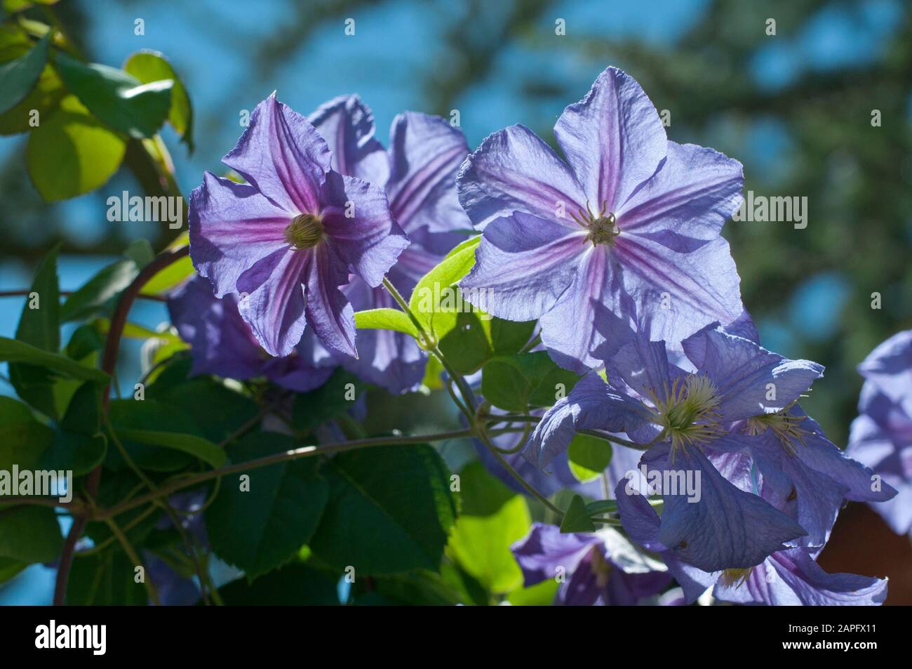 Clematis Clematis Sp High Resolution Stock Photography and Images - Alamy