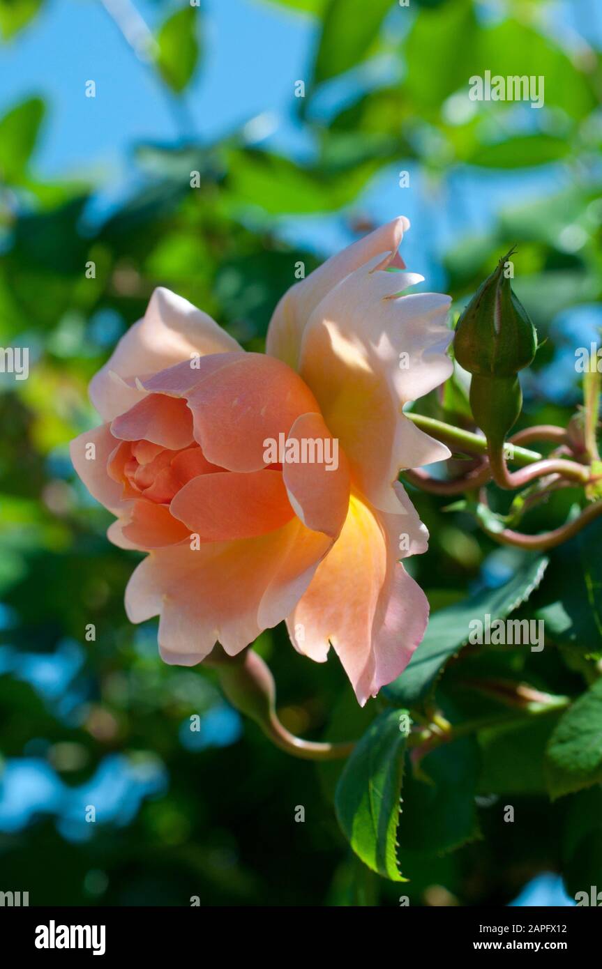 Rose (Rosa sp Stock Photo - Alamy