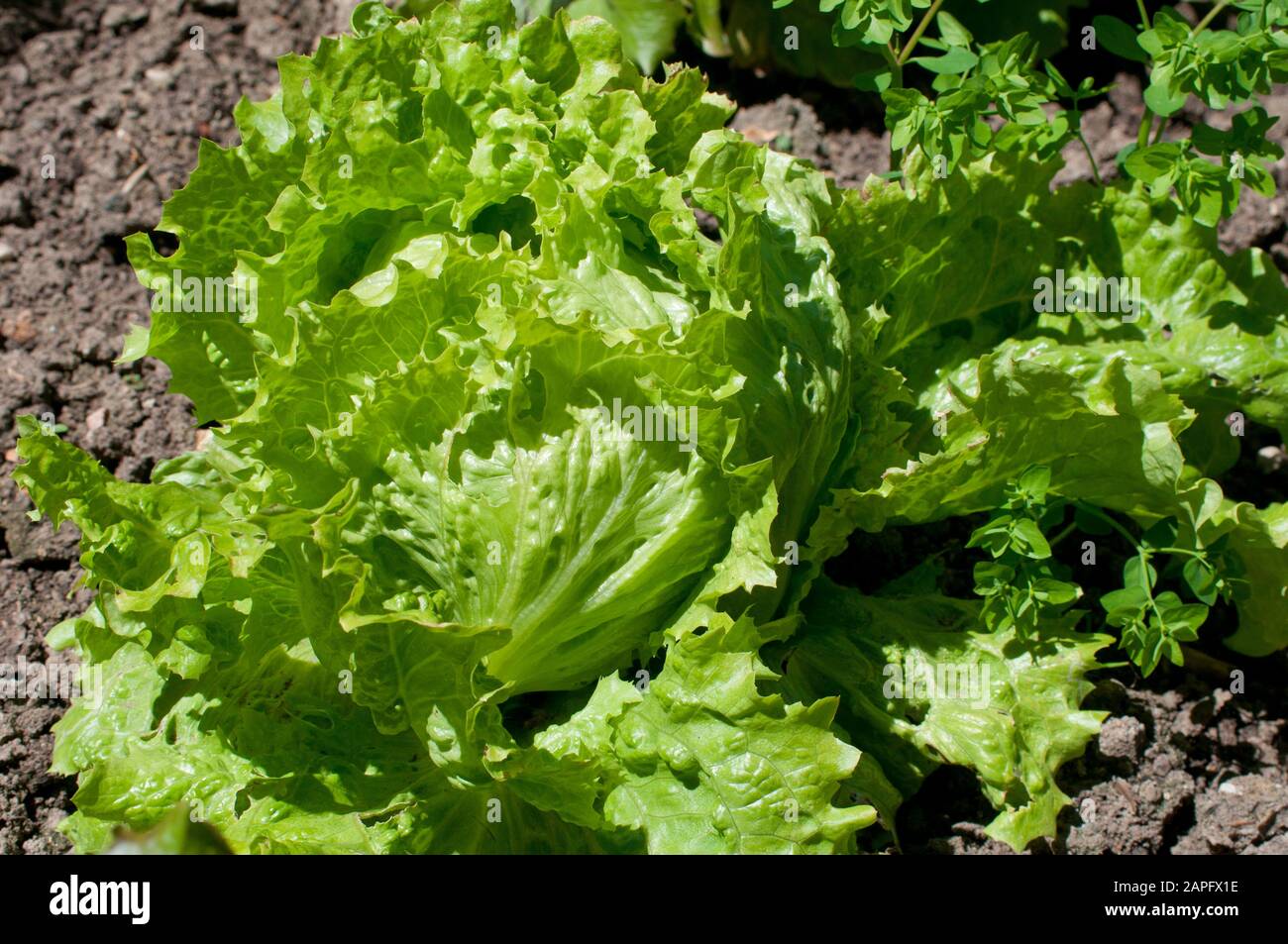 Batavia lettuce (Lactuca sativa var. Batavia), in the vegetable garden ...