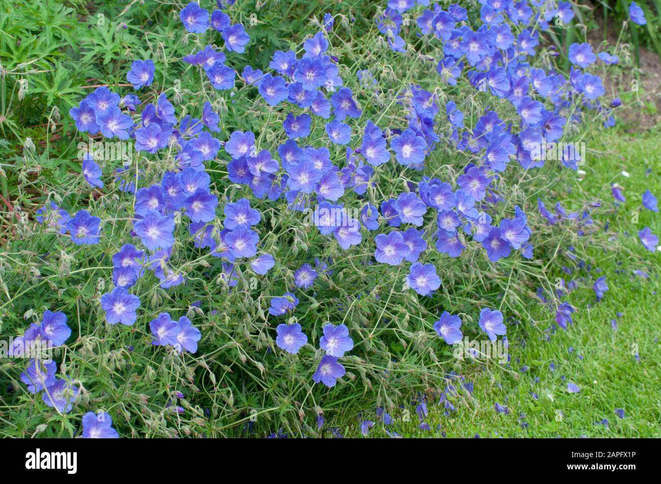 Geranium sp hi-res stock photography and images - Alamy