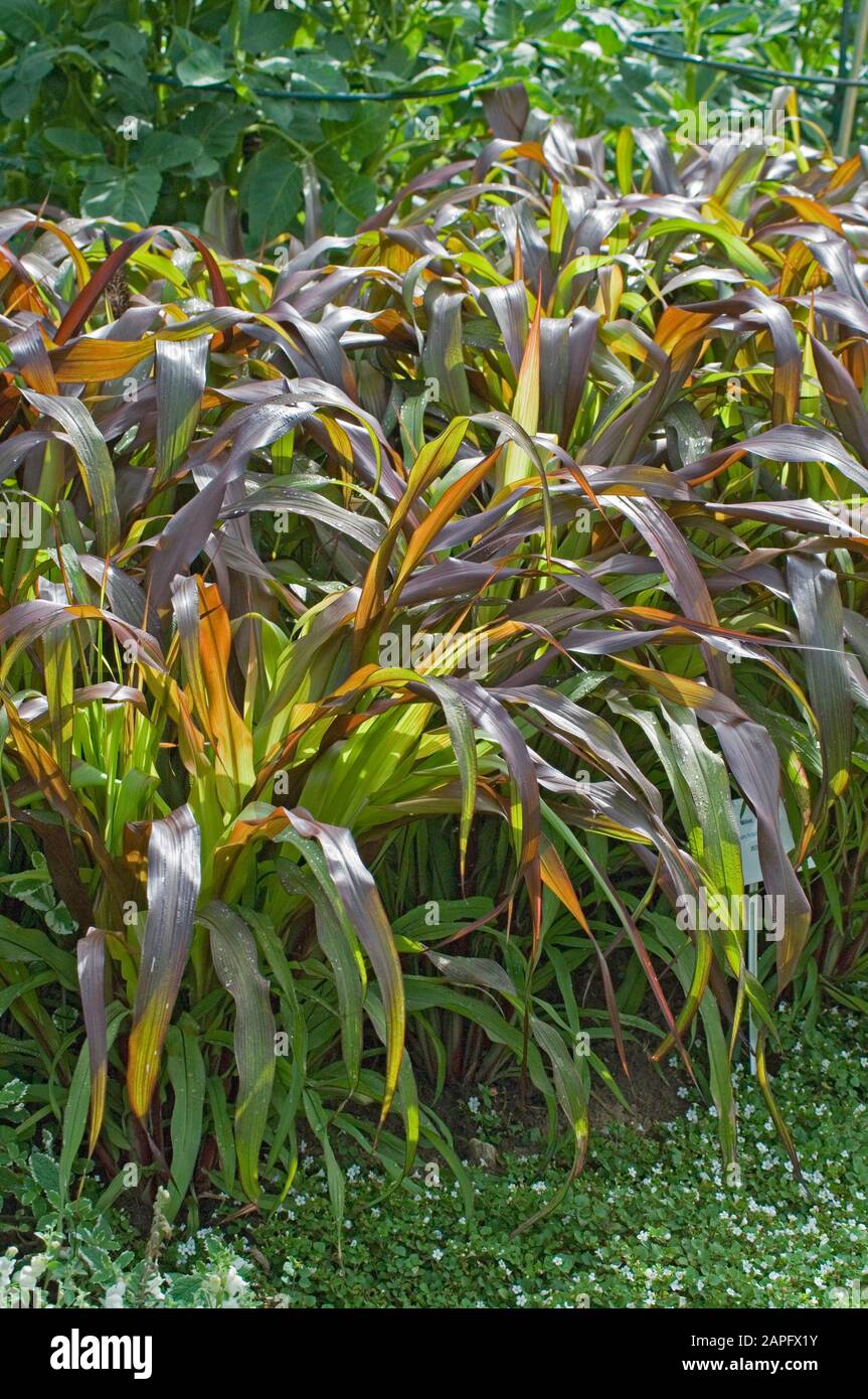 Panicum panicum sp hi-res stock photography and images - Alamy