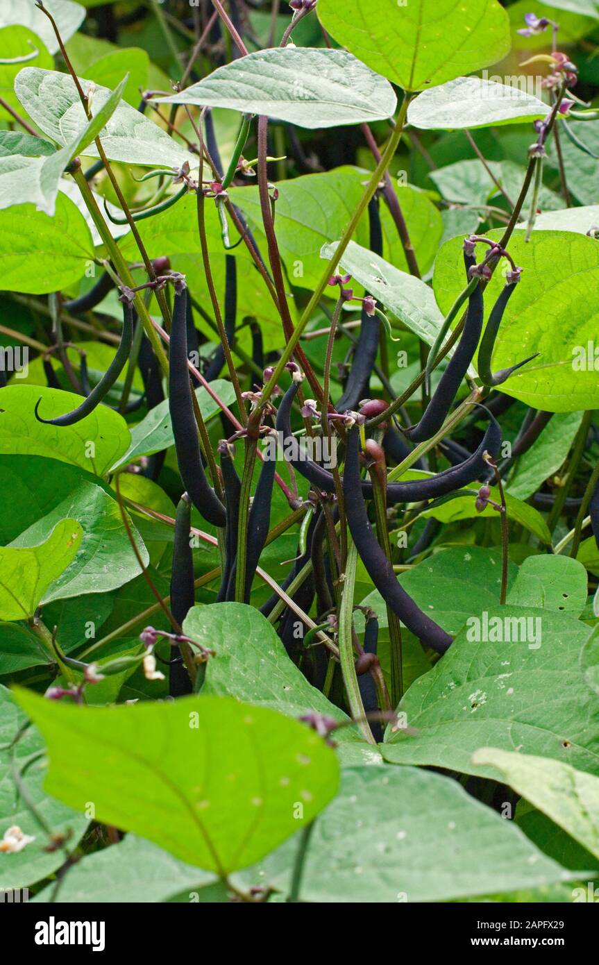 Beans 'Purple Tepee dwarf mangetout' Stock Photo - Alamy