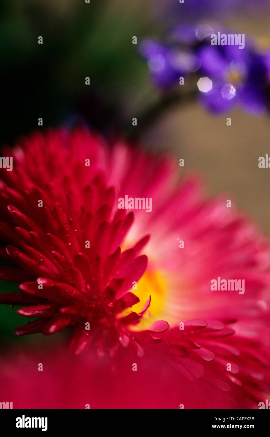 Dew on daisy Stock Photo - Alamy
