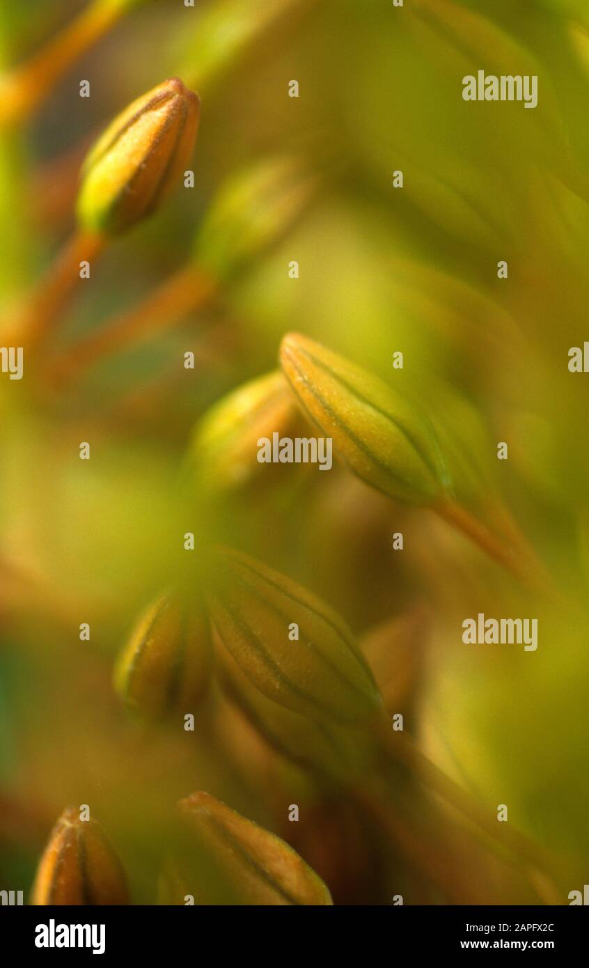 Eremurus yellow hi-res stock photography and images - Alamy