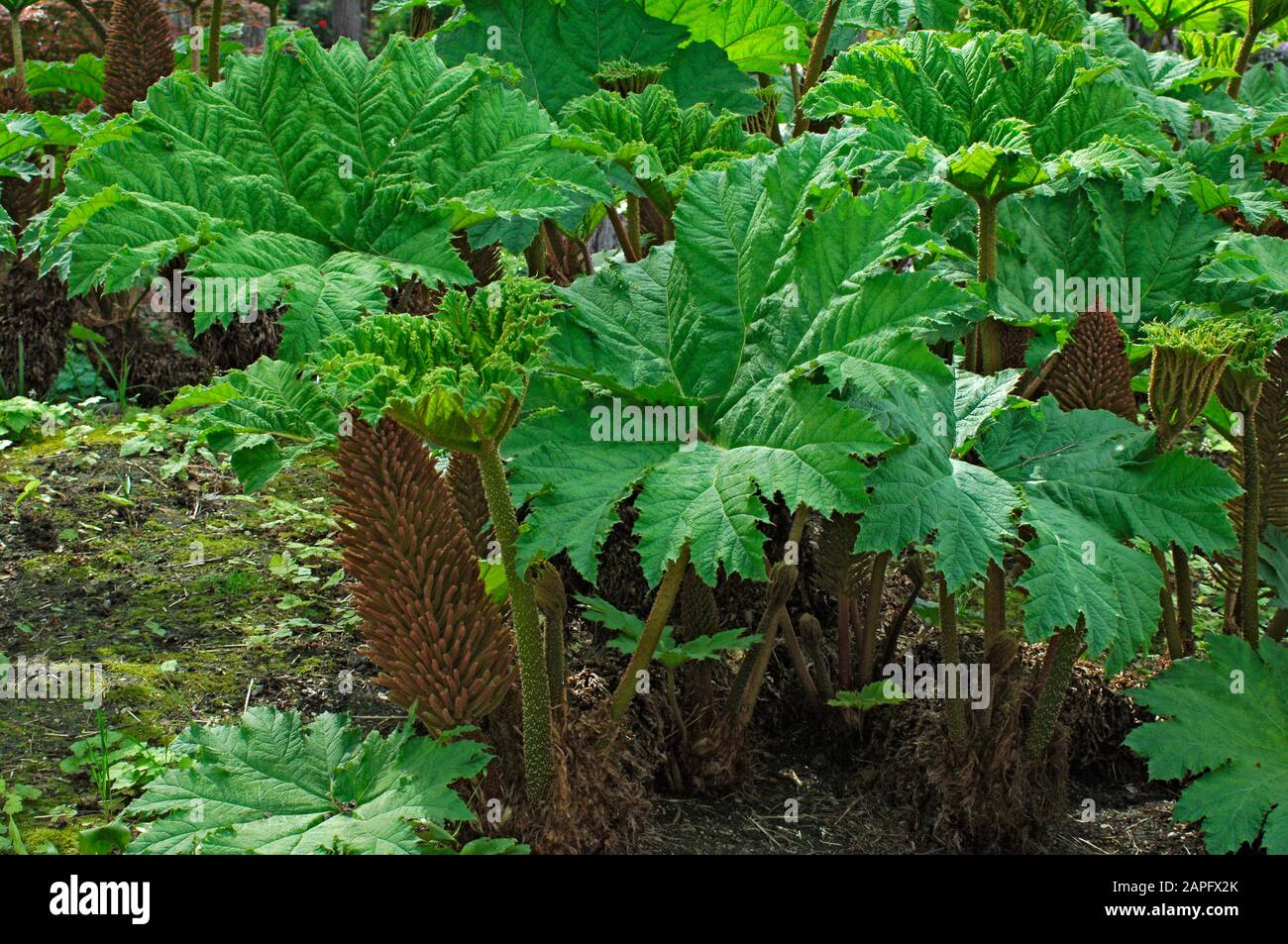 Giant rhubarb (Gunnera manicata Stock Photo - Alamy